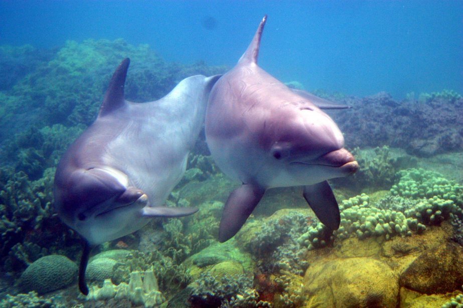 Los delfines recuerdan a sus amigos durante toda la vida - Vacaciones ...